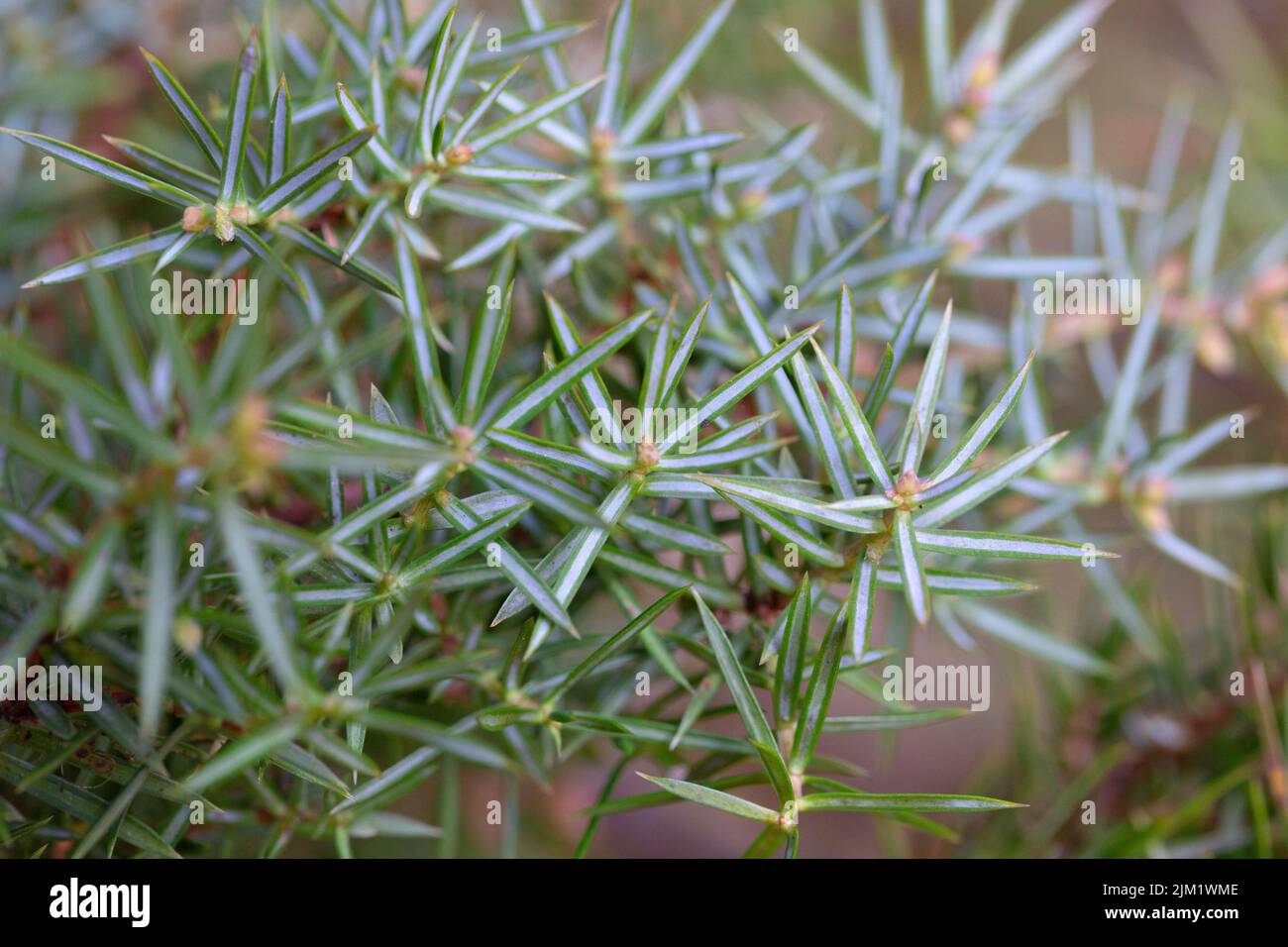 Juniperus communis leaves Stock Photo - Alamy