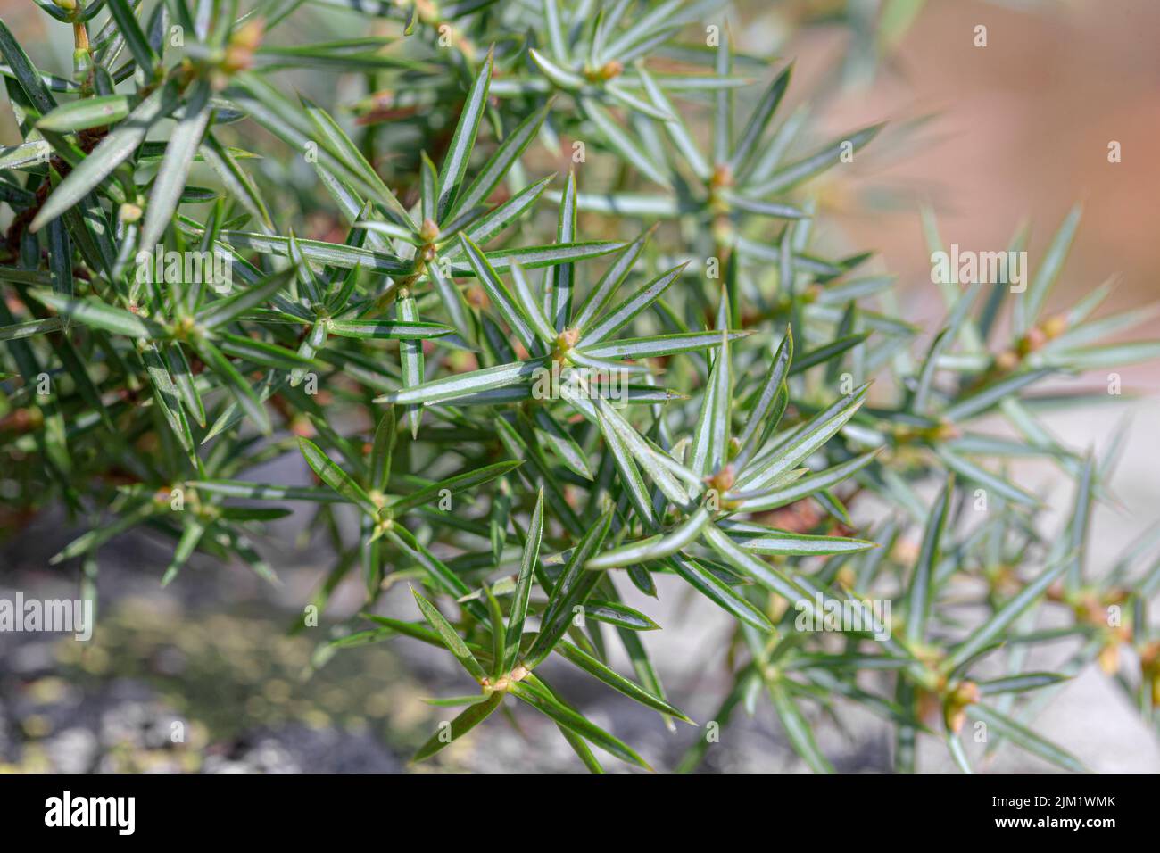 Juniperus communis leaves Stock Photo - Alamy