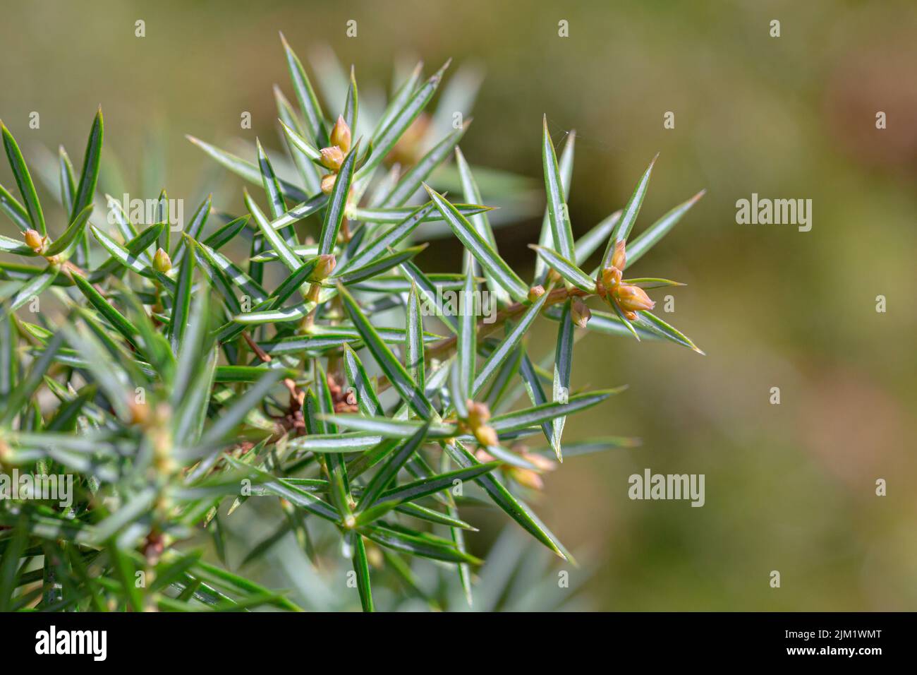 Juniperus communis leaves Stock Photo - Alamy