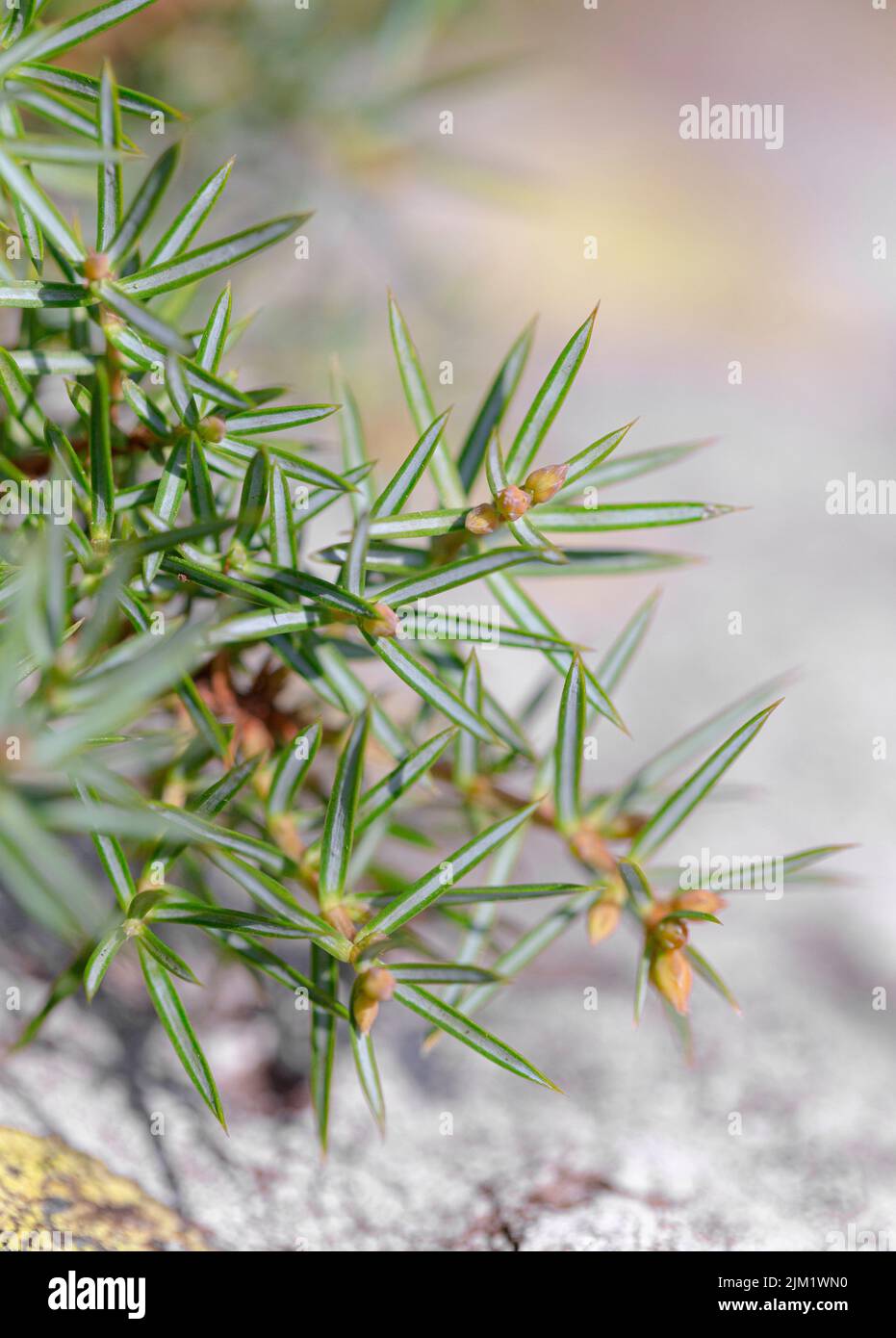 Juniperus communis leaves Stock Photo - Alamy