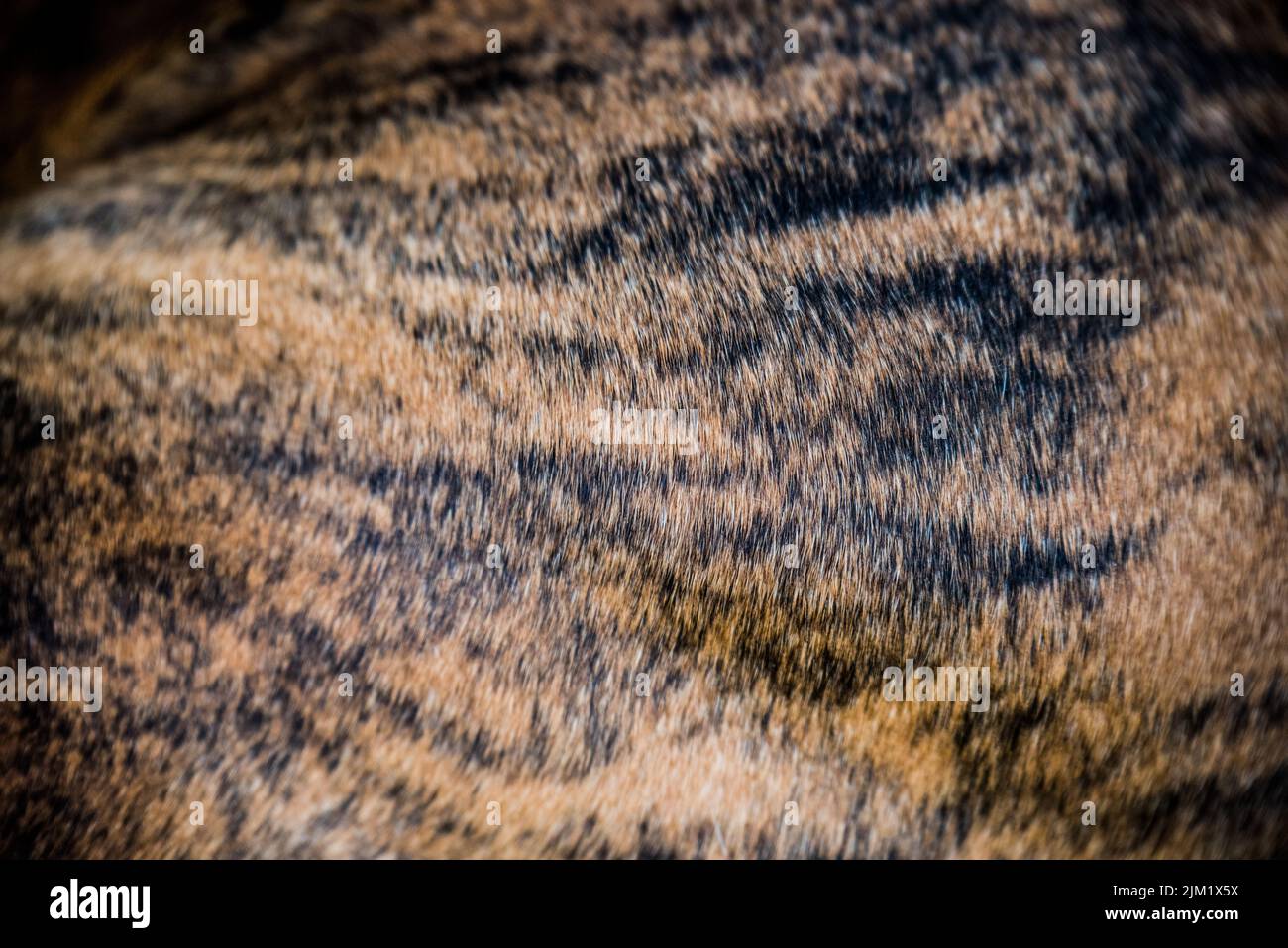 Brindle coat American Bulldog dog fir background Stock Photo - Alamy