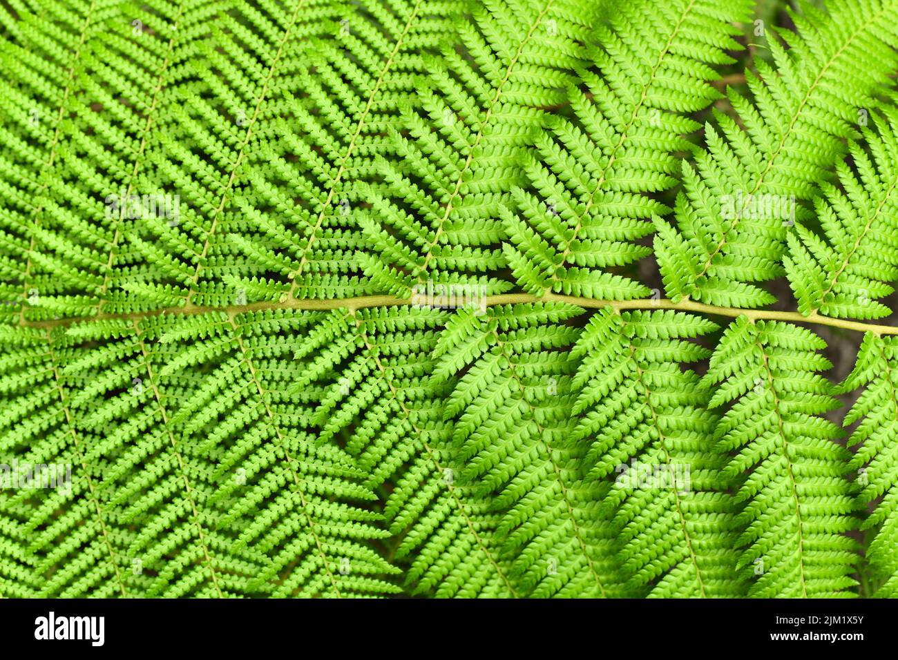 Detail top view of leaf of soft tree fern. Botanic name 'Dicksonia ...