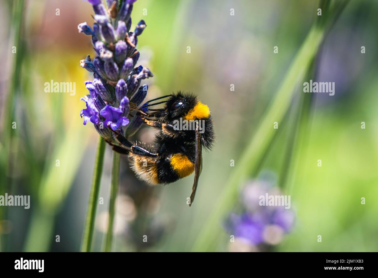 Buff-tailed Bumblebee, Bombus terrestris on lavender flowers Stock ...