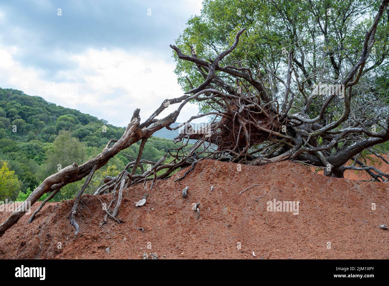 Prehistoric roots hi-res stock photography and images - Alamy