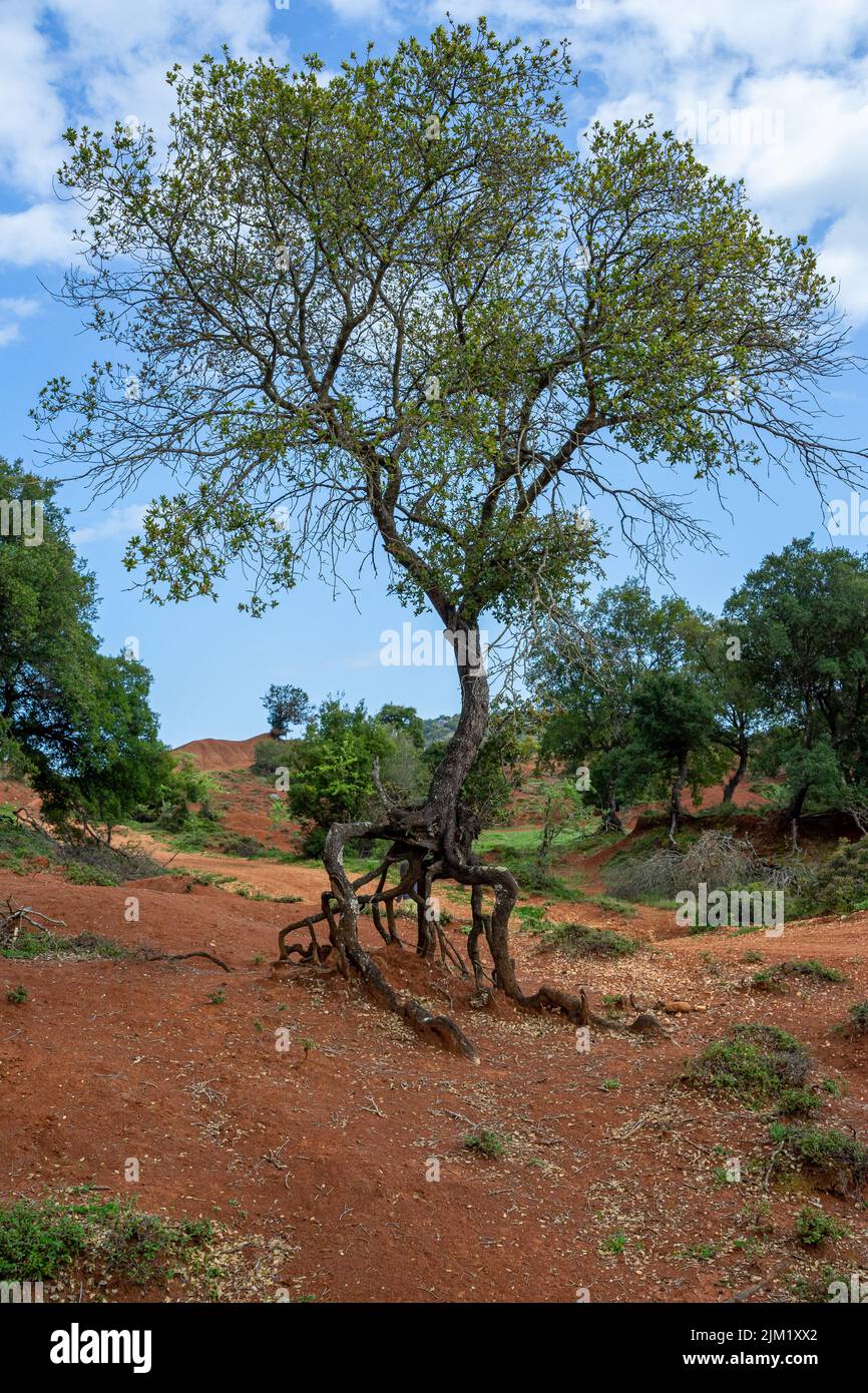 Tree with exposed roots in Kokkinopilos (red clay), Preveza Greece, a ...