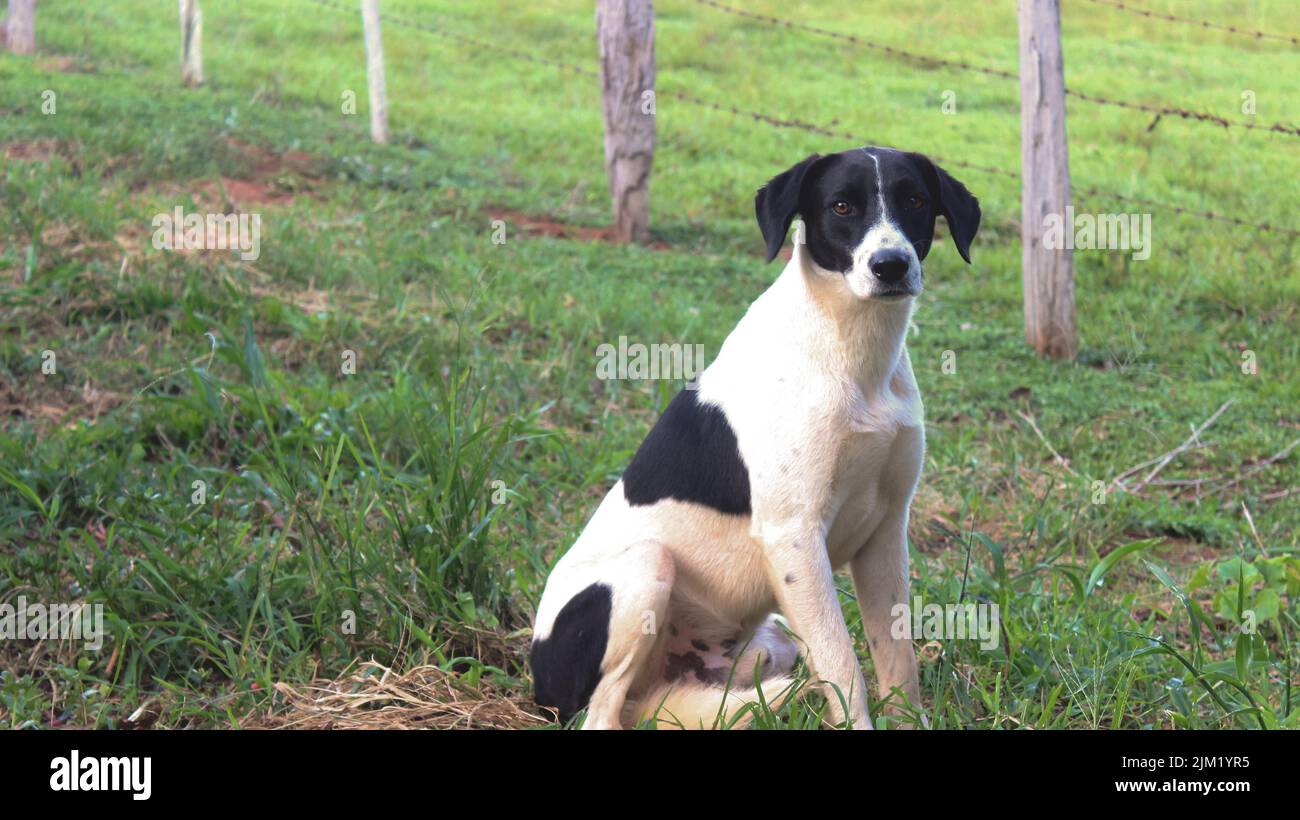 portrait dog sitting looking at camera Stock Photo - Alamy