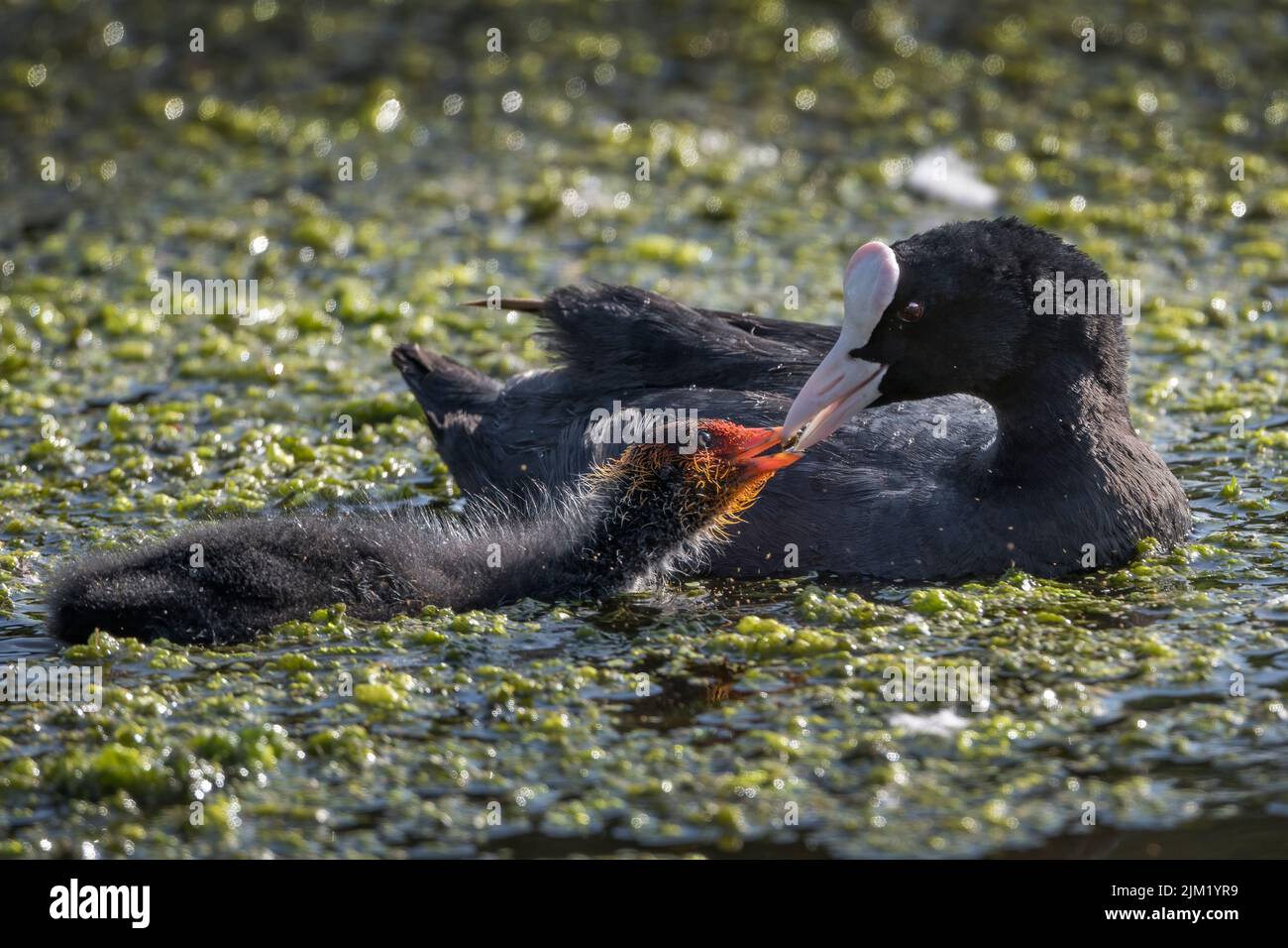 Adult Coot feeding her young Stock Photo - Alamy
