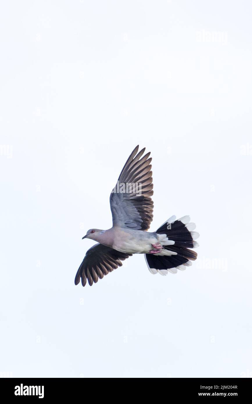 Eurasian turtle dove in flight hi-res stock photography and images - Alamy