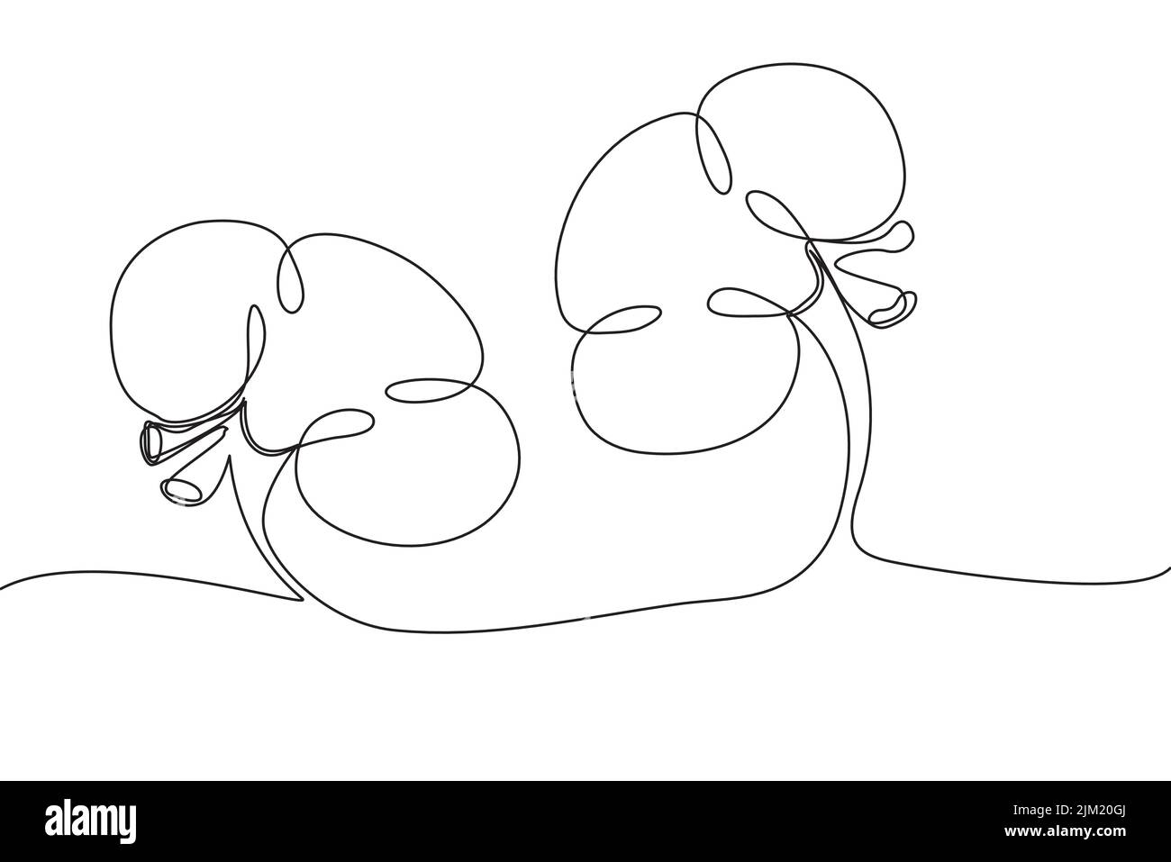 Kidneys drawing Stock Vector Images - Alamy