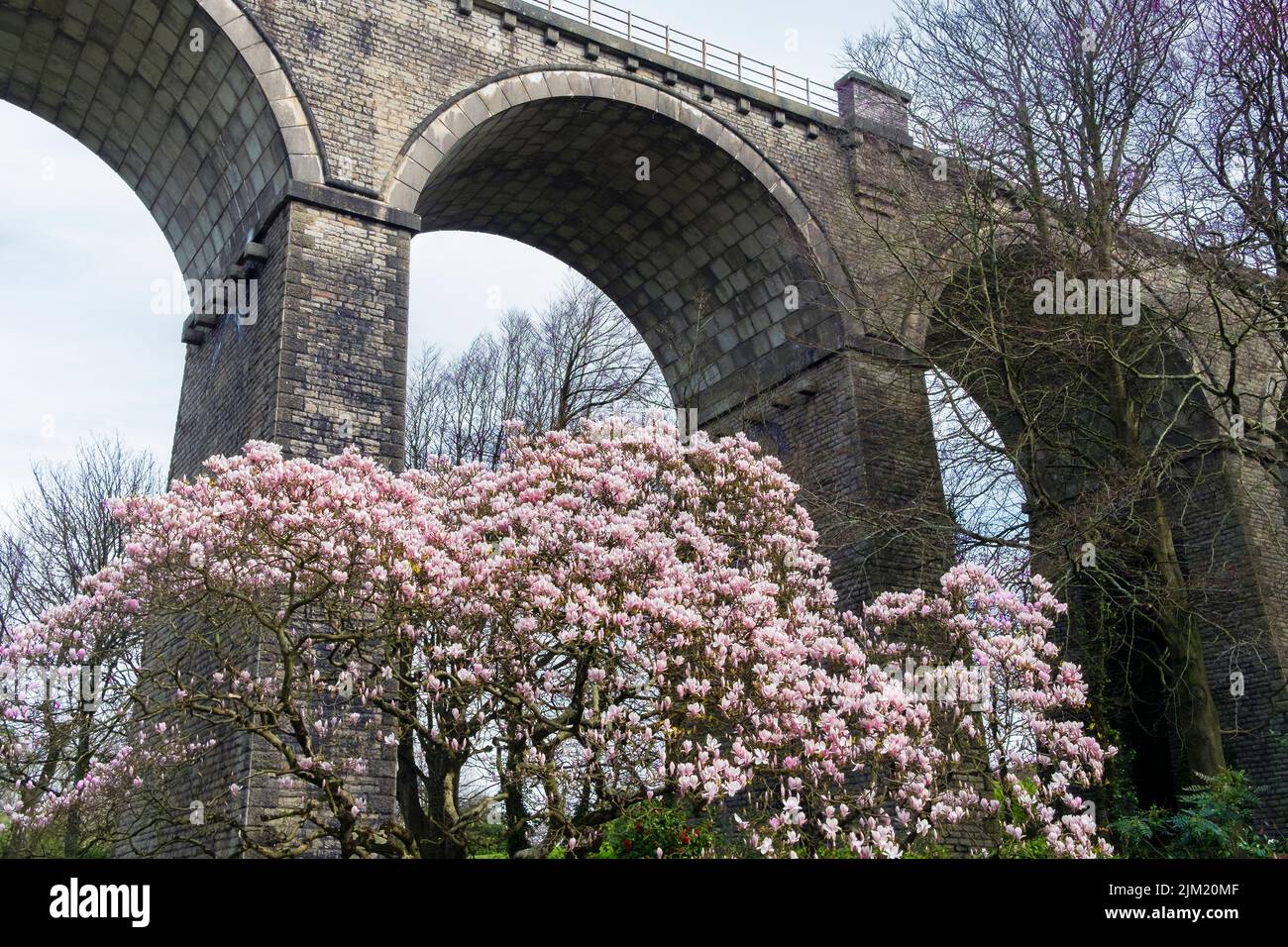 A spectacular display of flowers blooms on a Magnolia Tree Magnolia x ...
