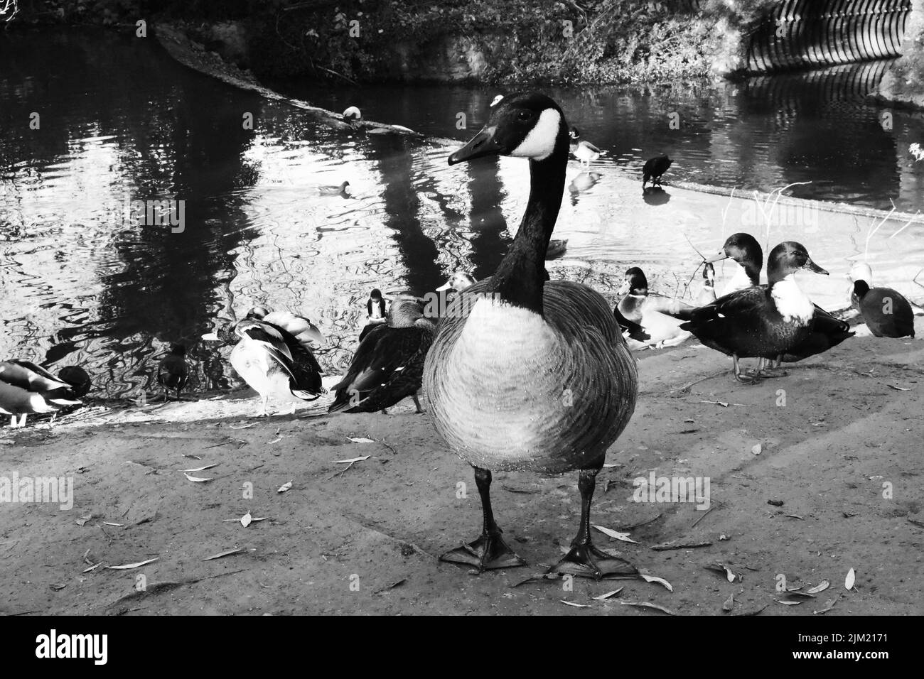 River neck Black and White Stock Photos & Images - Alamy
