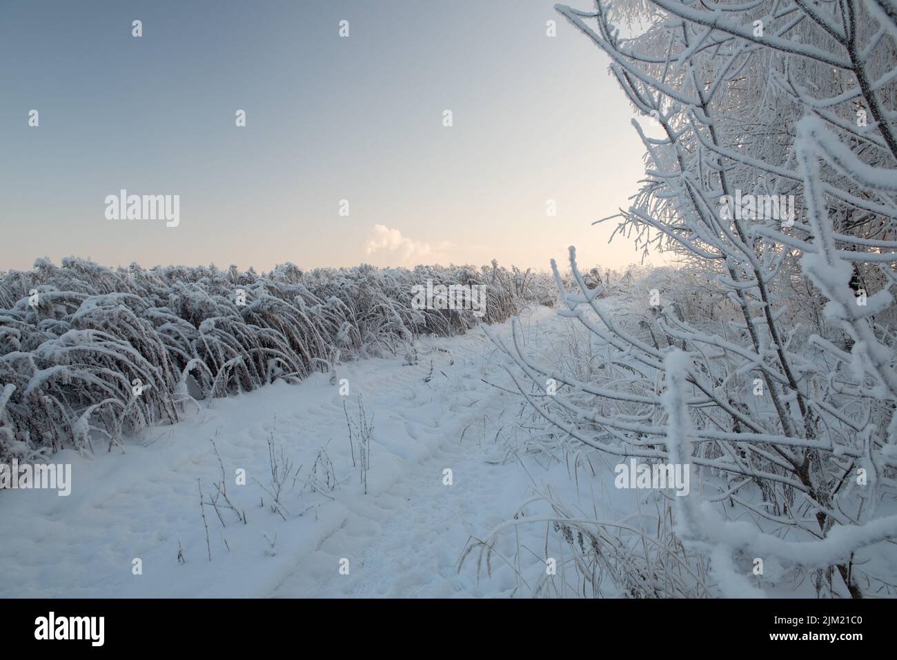 Winter landscape with snowy trees Stock Photo - Alamy