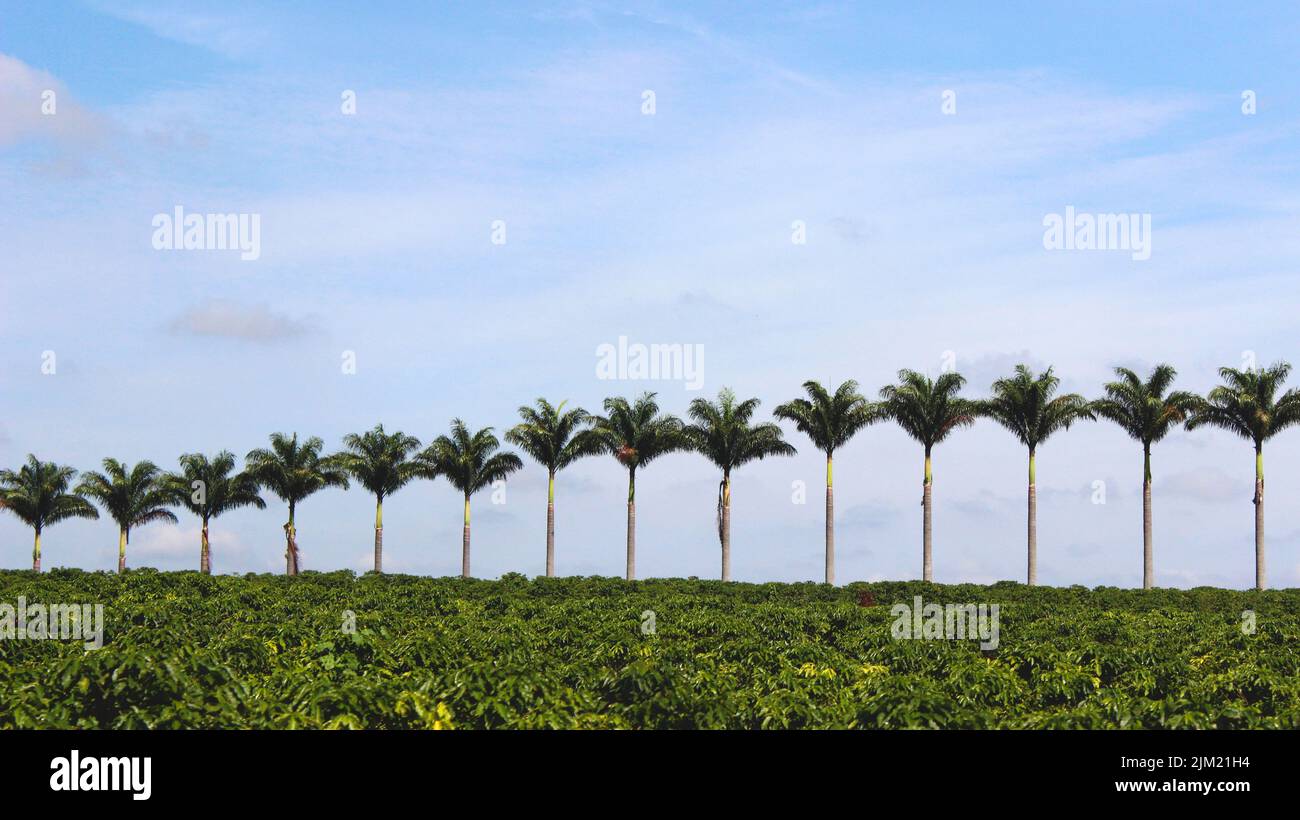 Alignment tree hi-res stock photography and images - Alamy