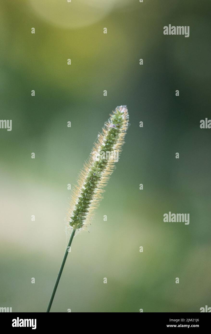 Lush green spring grass grasses hi-res stock photography and images - Alamy
