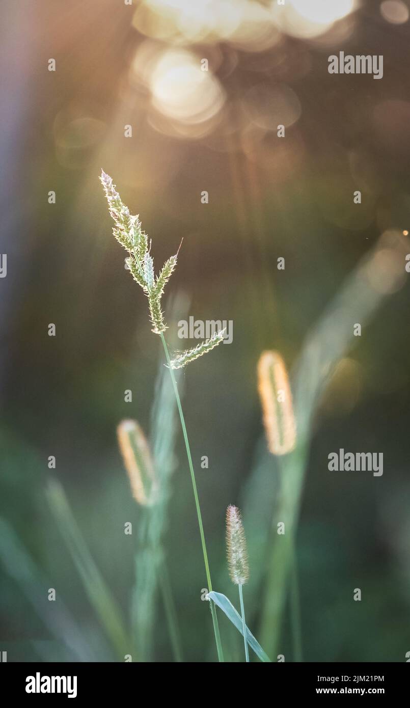 Heads of tall grasses hi-res stock photography and images - Alamy