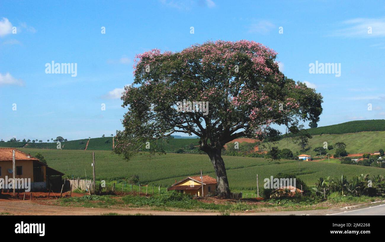 towering tree on the farm Stock Photo - Alamy