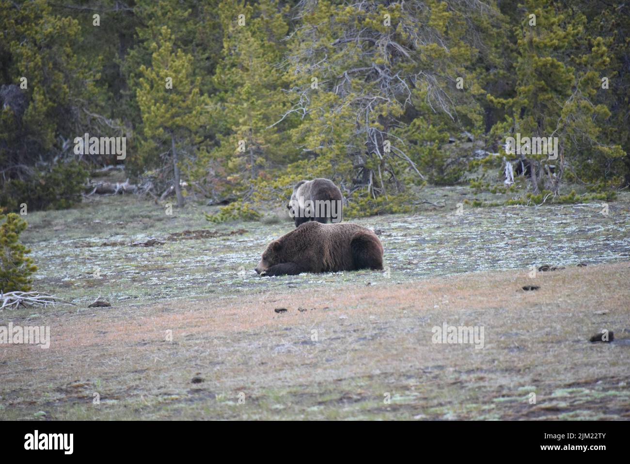 Yellowstone National Park. U.S.A. Grizzle boar and sow very close to the highway...perhaps 50 ...