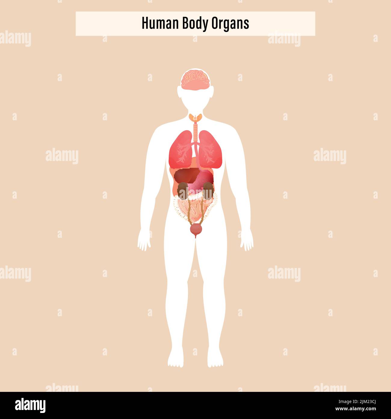 Structure Of Human Body Organs On Beige Background Stock Vector Image ...