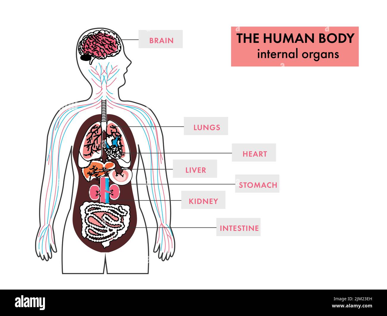 Anatomy Of Human Body Internal Organs Infographics On White Background ...