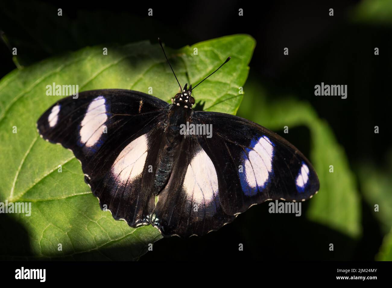 Danaid eggfly - Hypolimnas misippus, beautiful colored butterfly from ...