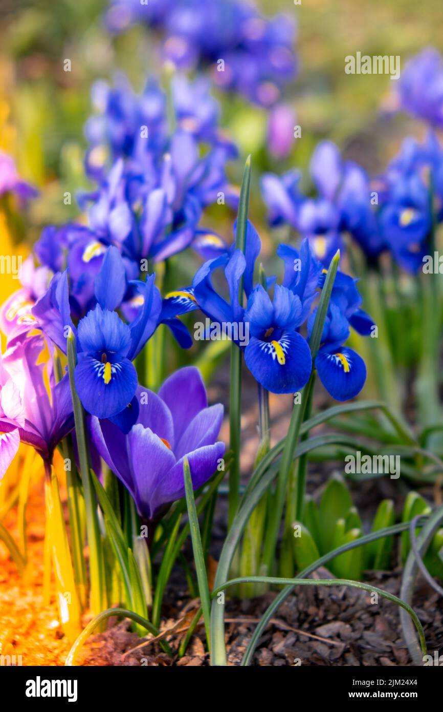 Bright colorful spring crocuses close-up. Blue flowers Iris versicolor ...