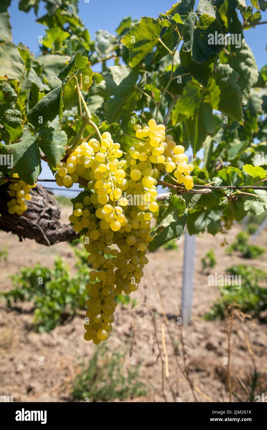 Grapes vineyard, Sultani grapes, Izmir - Turkey Stock Photo - Alamy