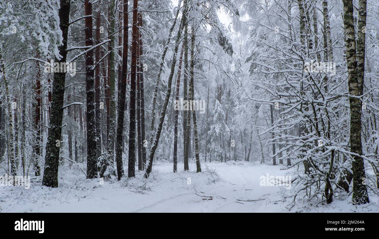 Beautiful winter landscape. Road in pine forest. Trees covered by snow ...