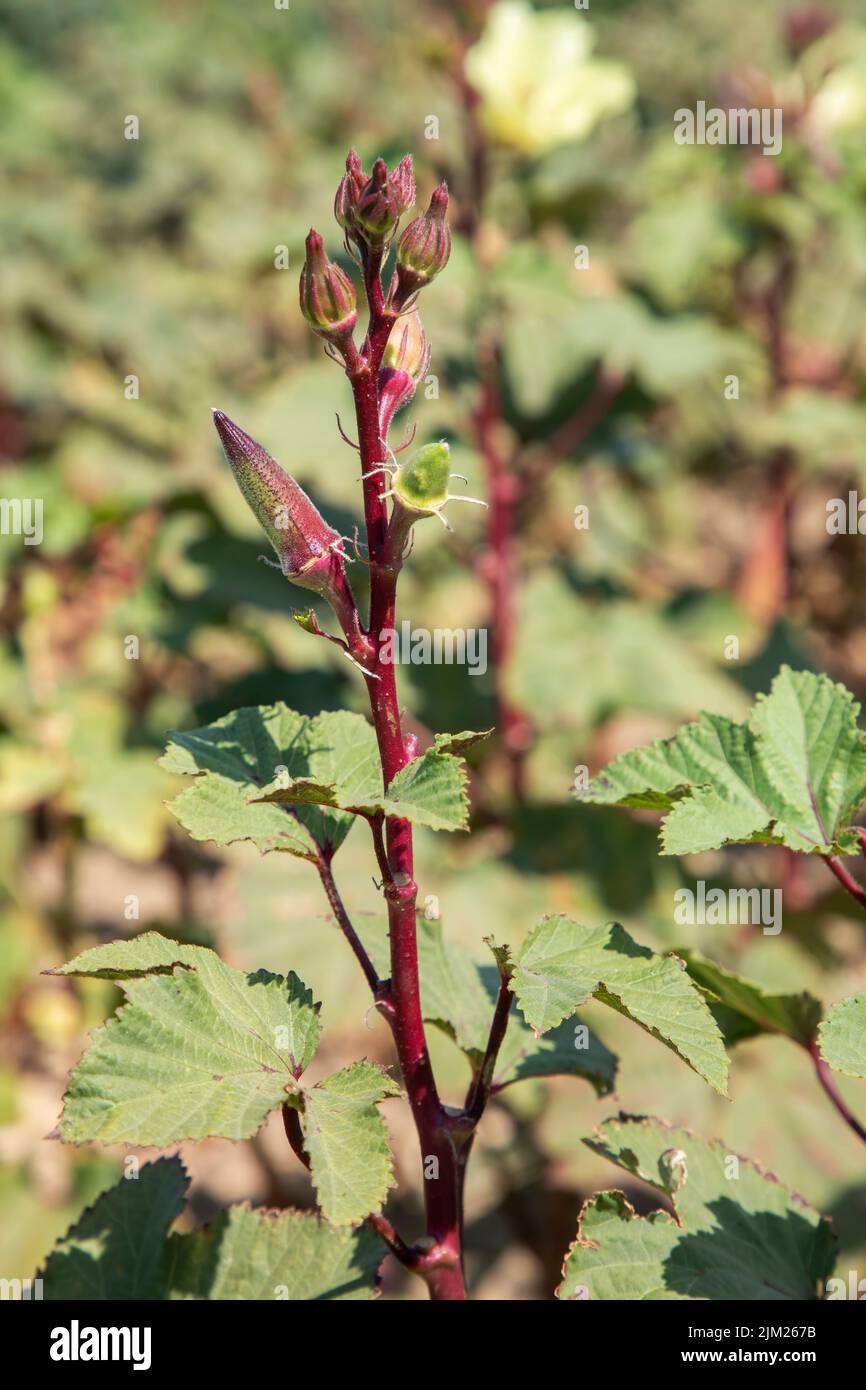 Ocra hi-res stock photography and images - Alamy