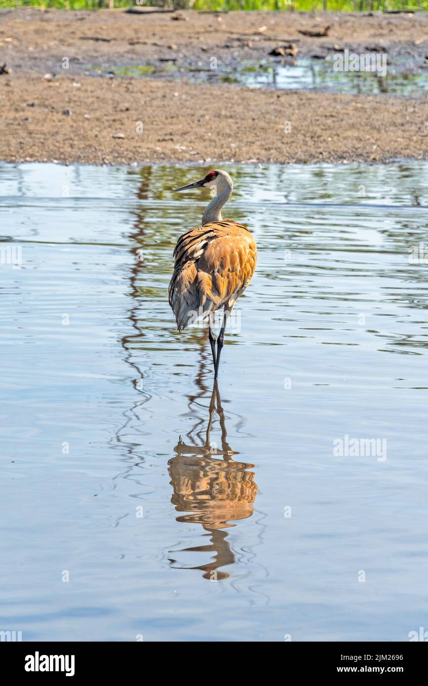 Sandhill crane during courting season in nature reservation habitat ...