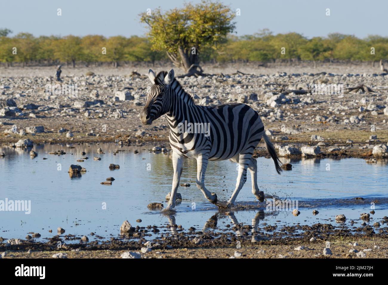 Zebras Running Through Water
