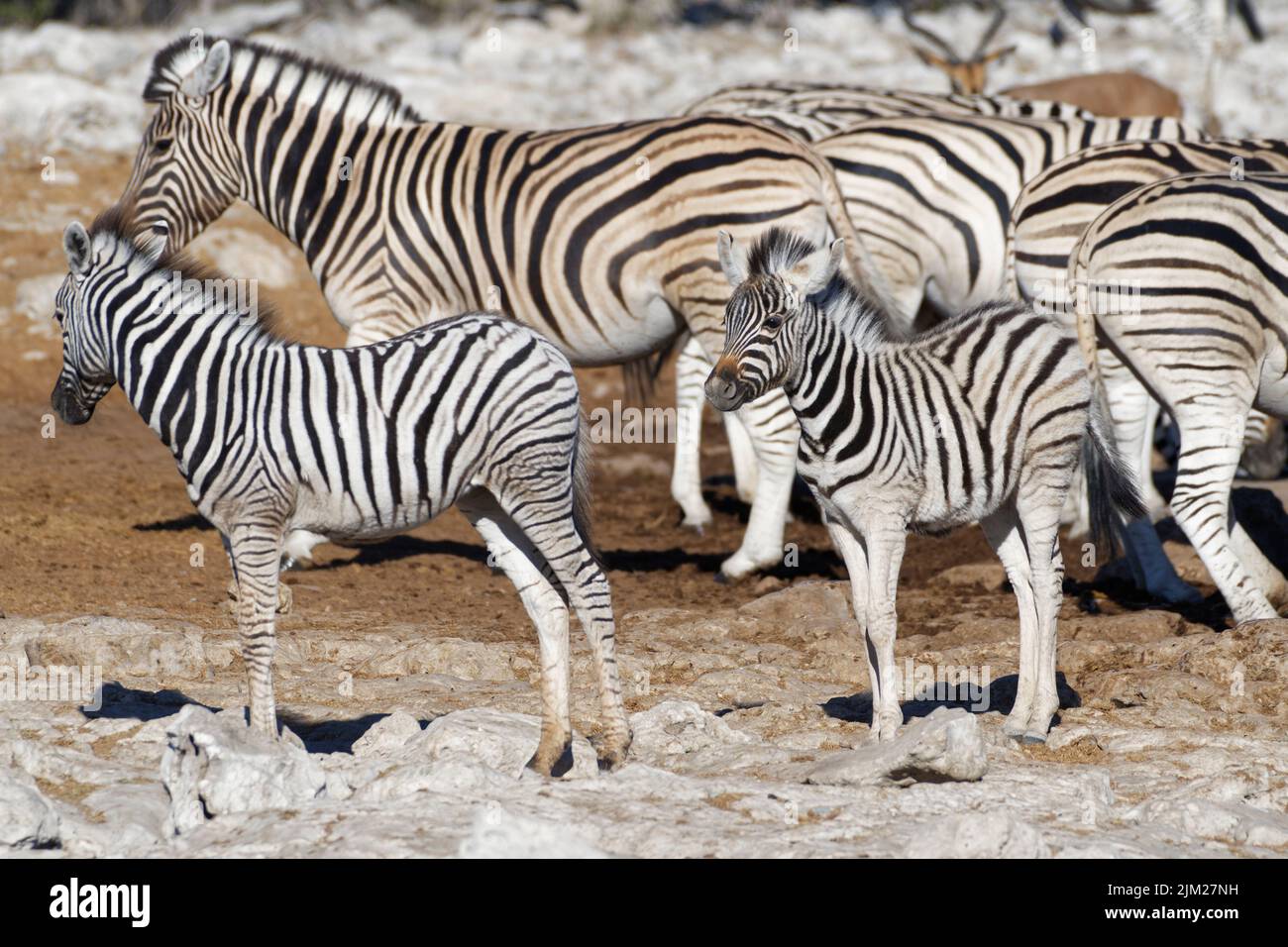 Burchell's zebras (Equus quagga burchellii), herd with two zebra foals ...