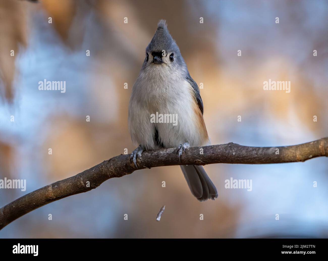 Titmouse family hi-res stock photography and images - Alamy
