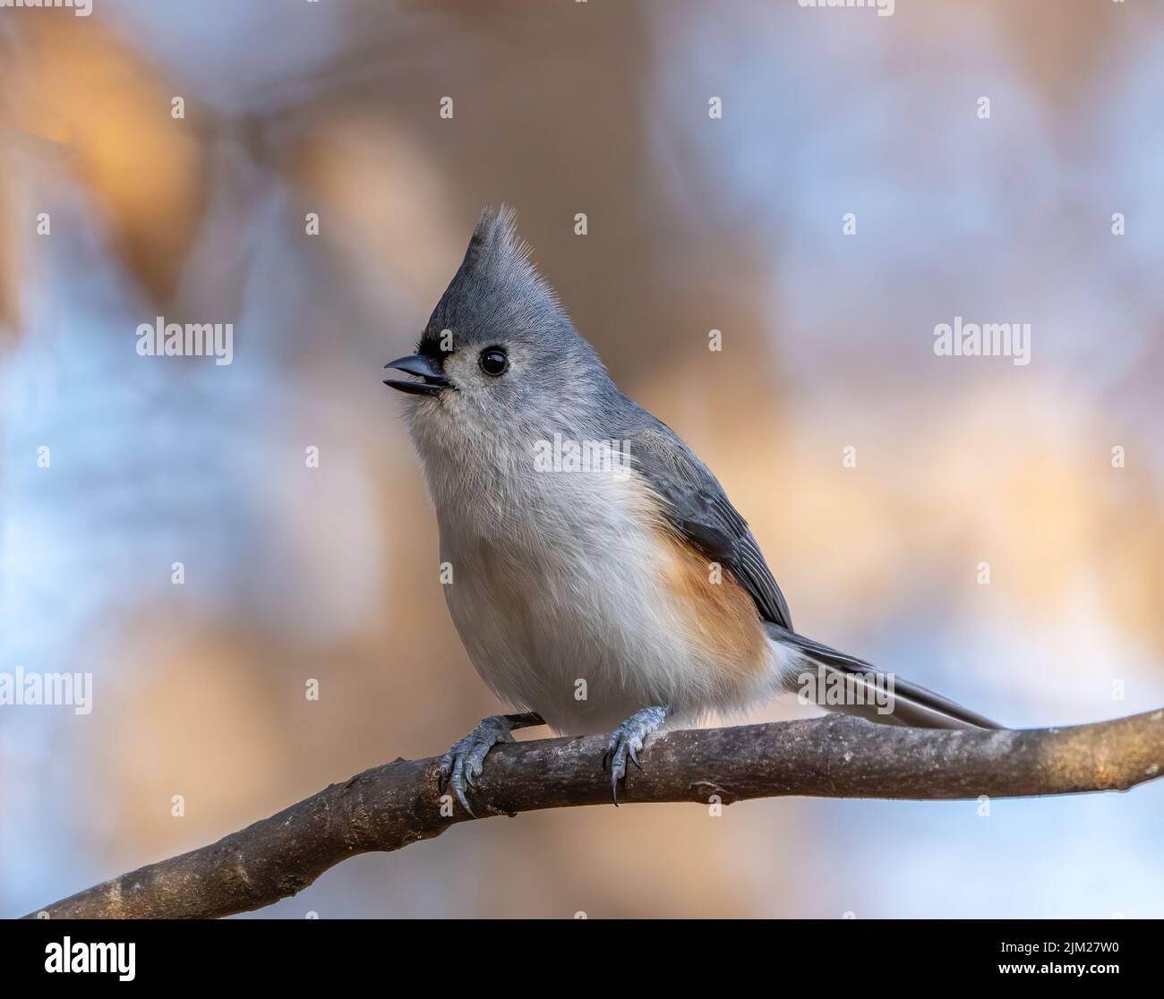 Blue titmouse winter hi-res stock photography and images - Alamy