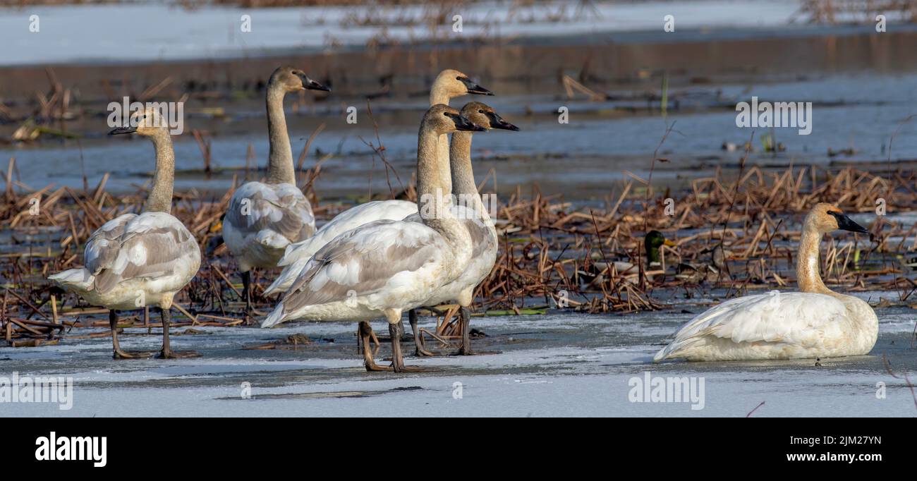 A mix of tundra swans and trumpeter swans standing in the icy marsh of ...