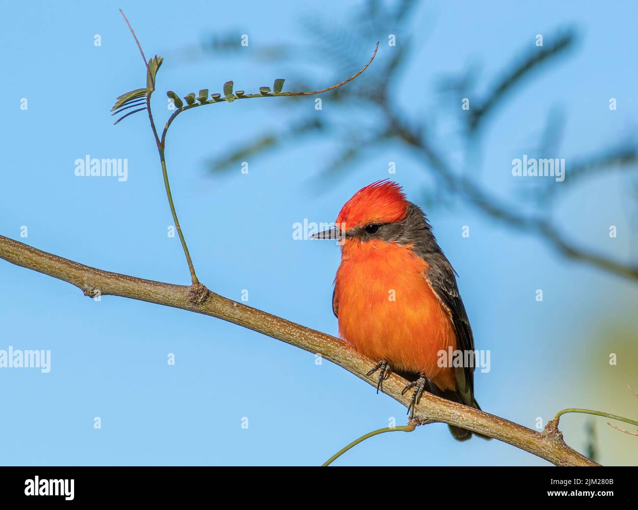 A male Vermillion flycatcher perched on a branch Stock Photo - Alamy