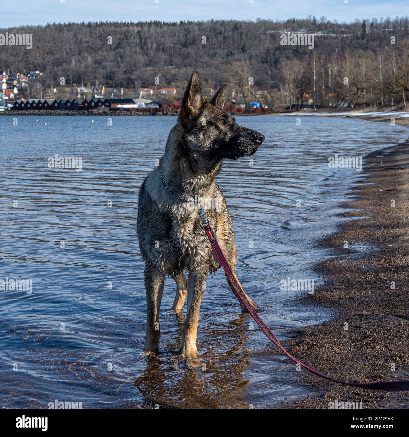 A young happy German Shepherd plays on a beach. Sable colored working ...