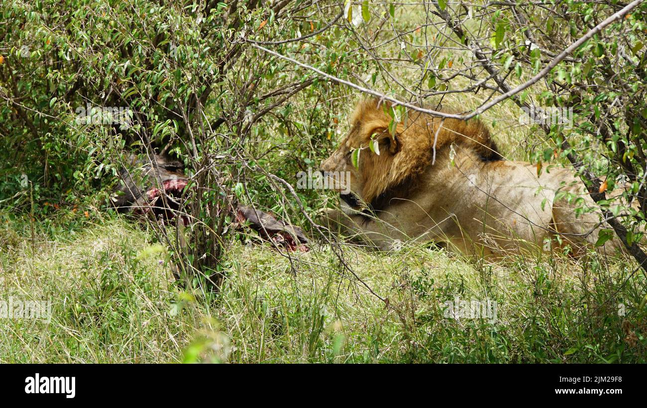 African savanna lion hi-res stock photography and images - Alamy