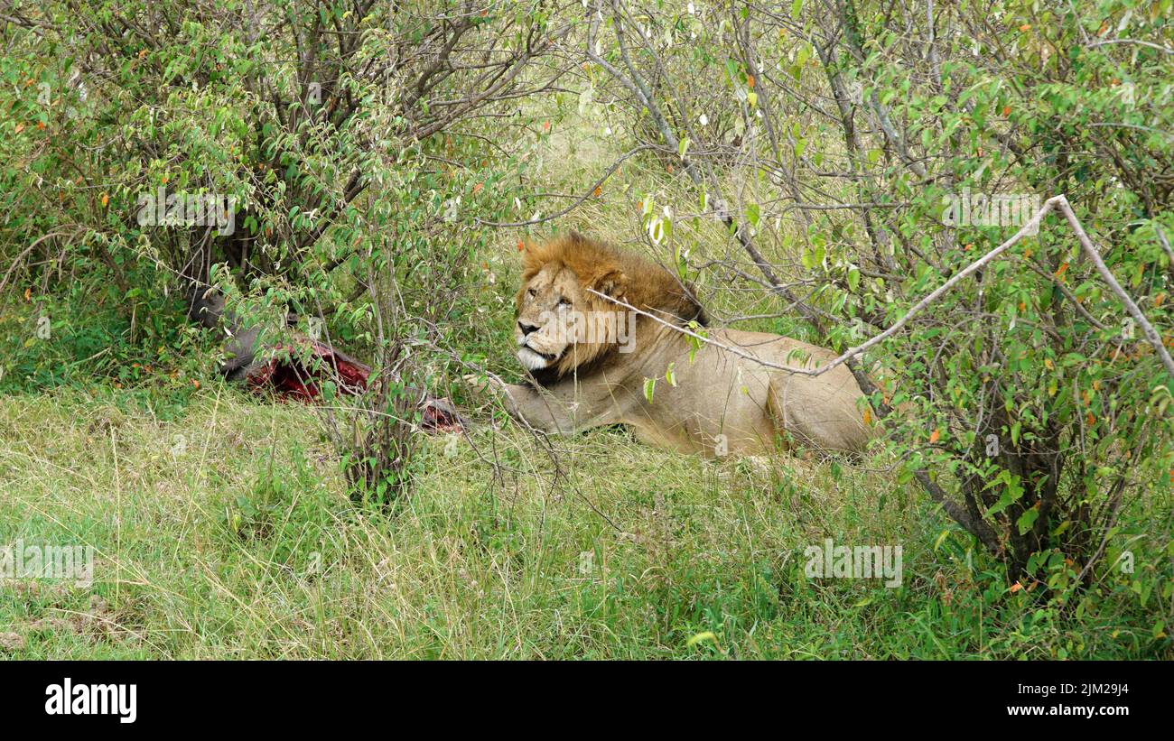 Lion on savannah hi-res stock photography and images - Alamy