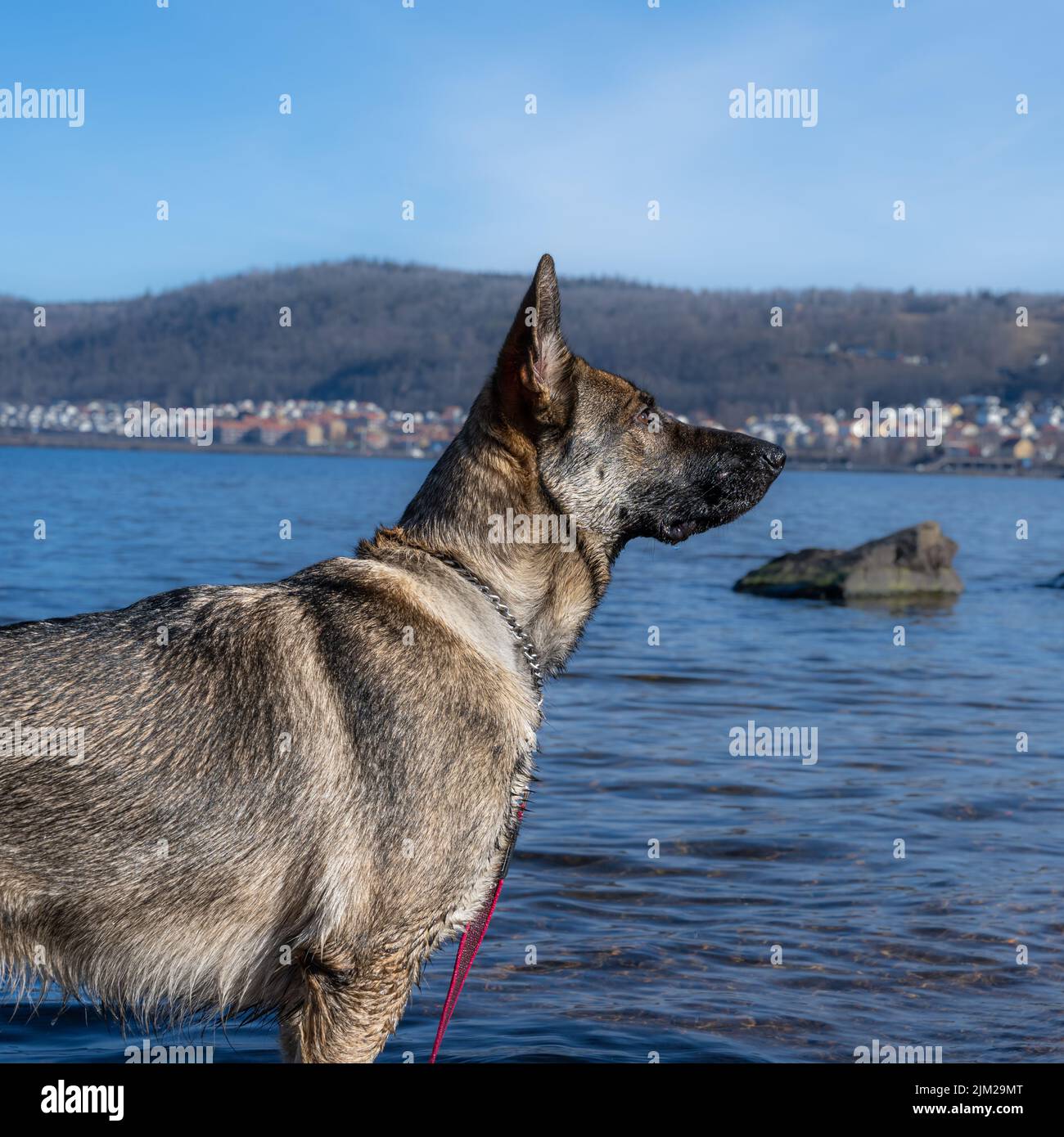 A young German Shepherd in a lake. Sable colored working line breed ...