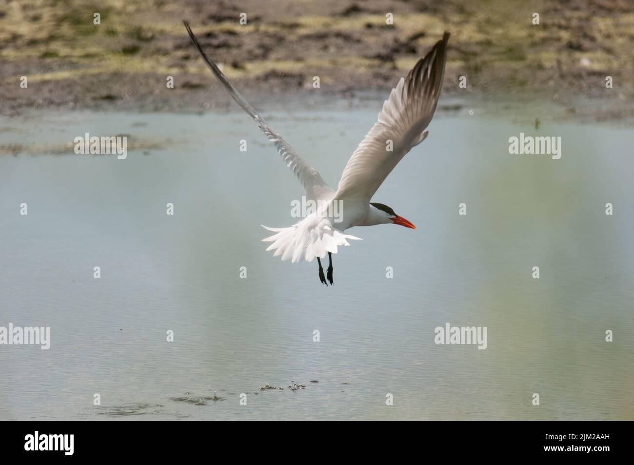 Common tern flying over the water at Montezuma National Wildlife Refuge ...