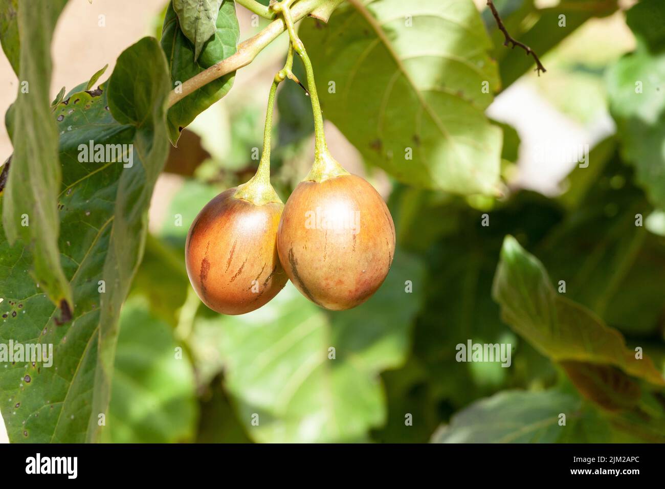 Tree tomato tamarillo exotic fruit - Solanum betaceum Stock Photo - Alamy