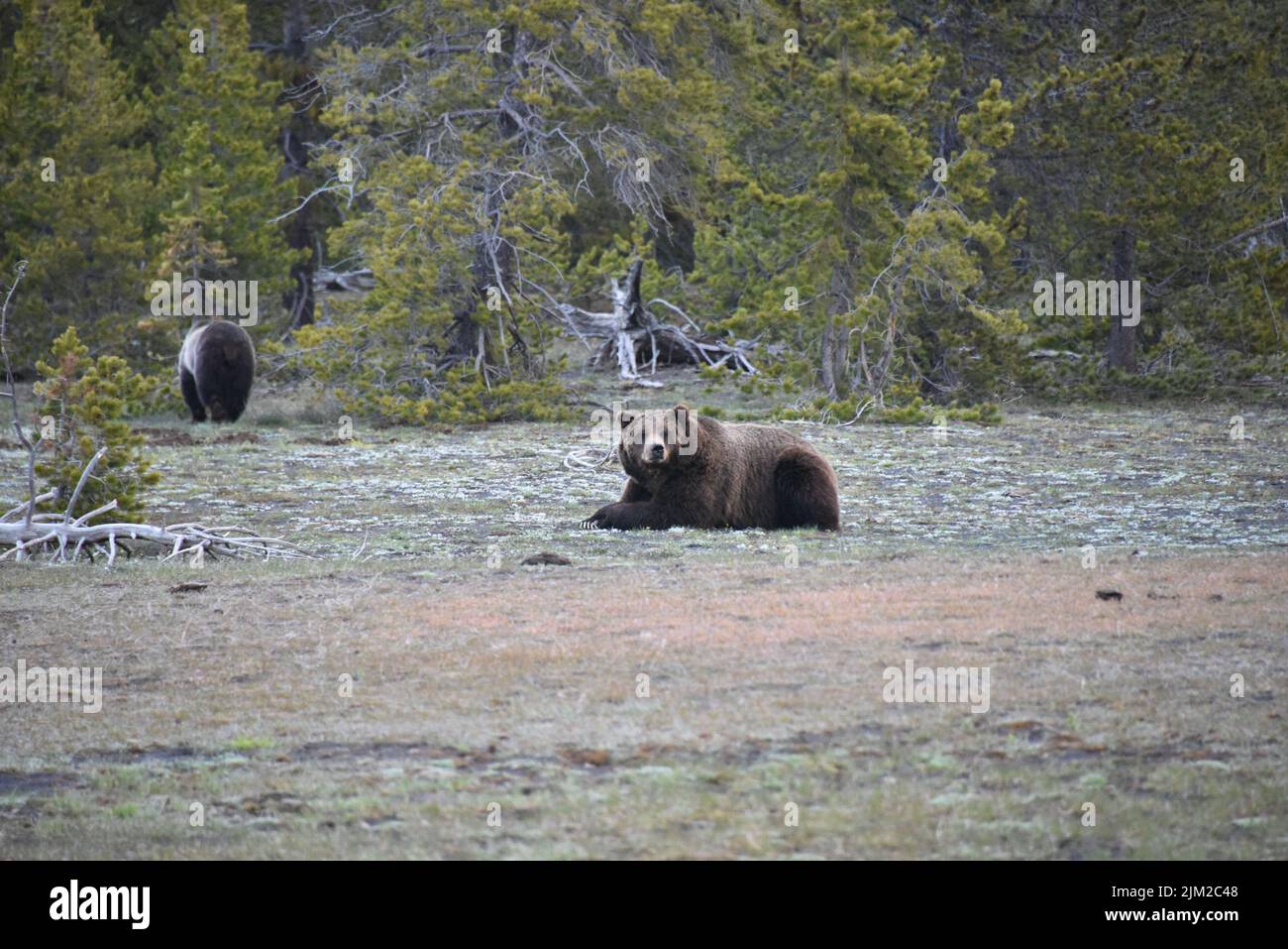 Yellowstone National Park. U.S.A. Grizzle boar and sow very close to the highway...perhaps 50 ...