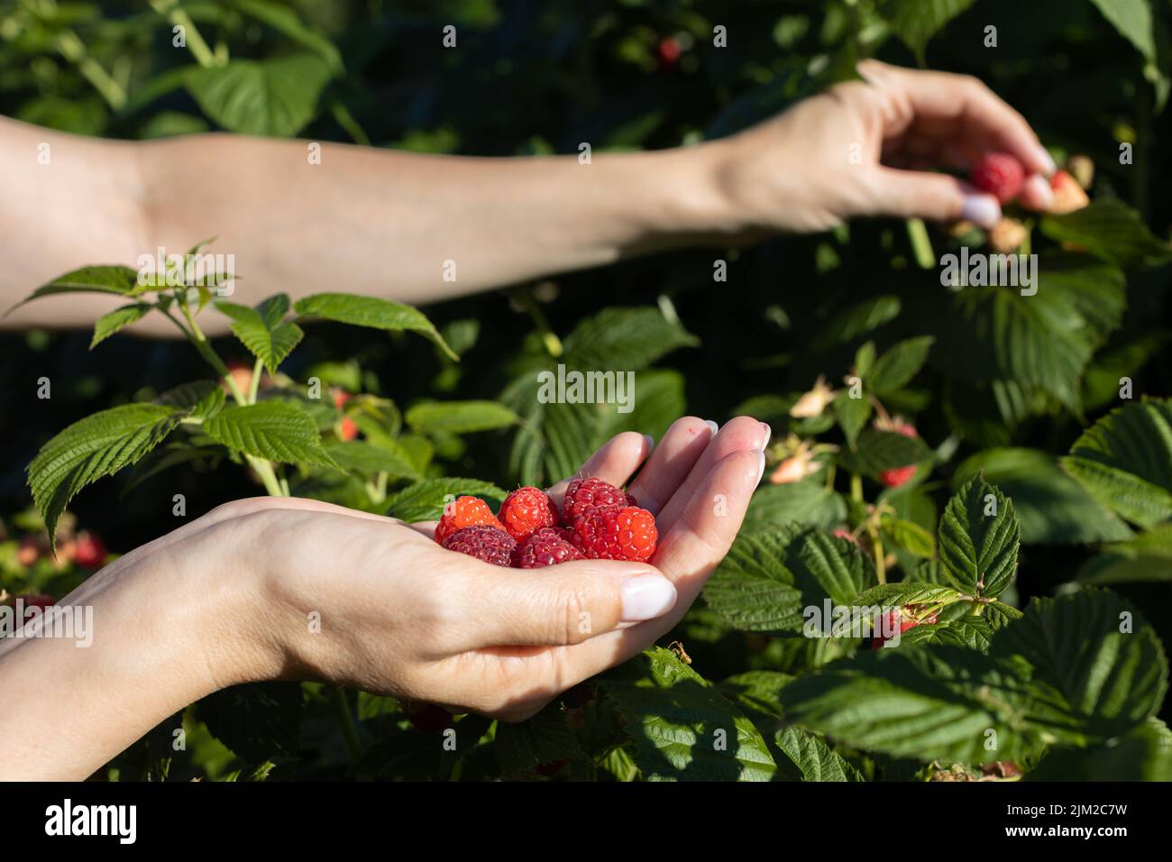 a woman's hand holds in her palm a raspberry picked from a bush Stock ...