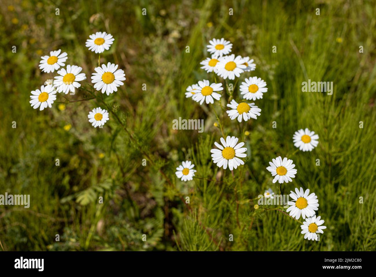 Field of chamomile hi-res stock photography and images - Alamy