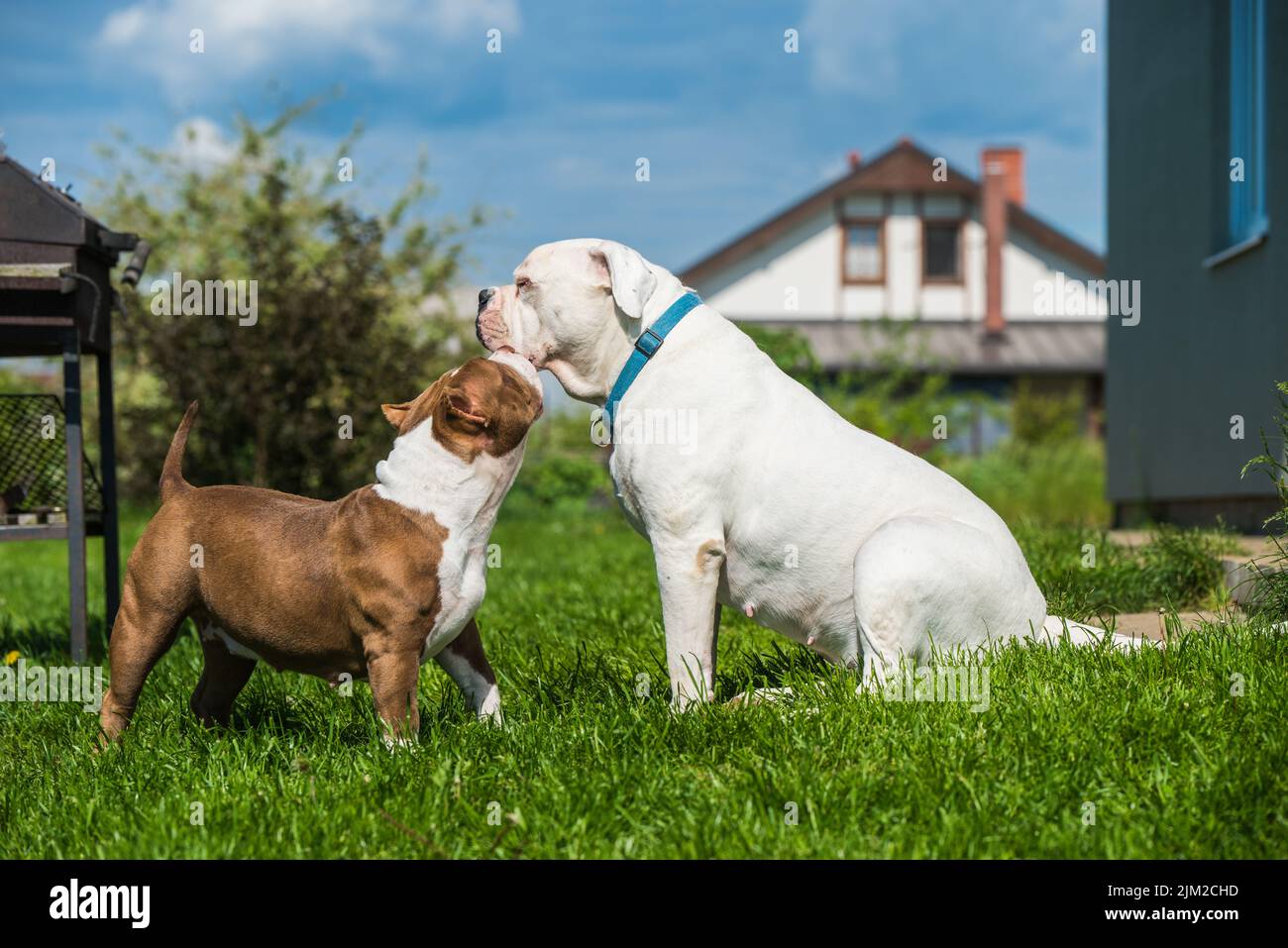 White coat American Bulldog dog and American Bully dog guards the house ...
