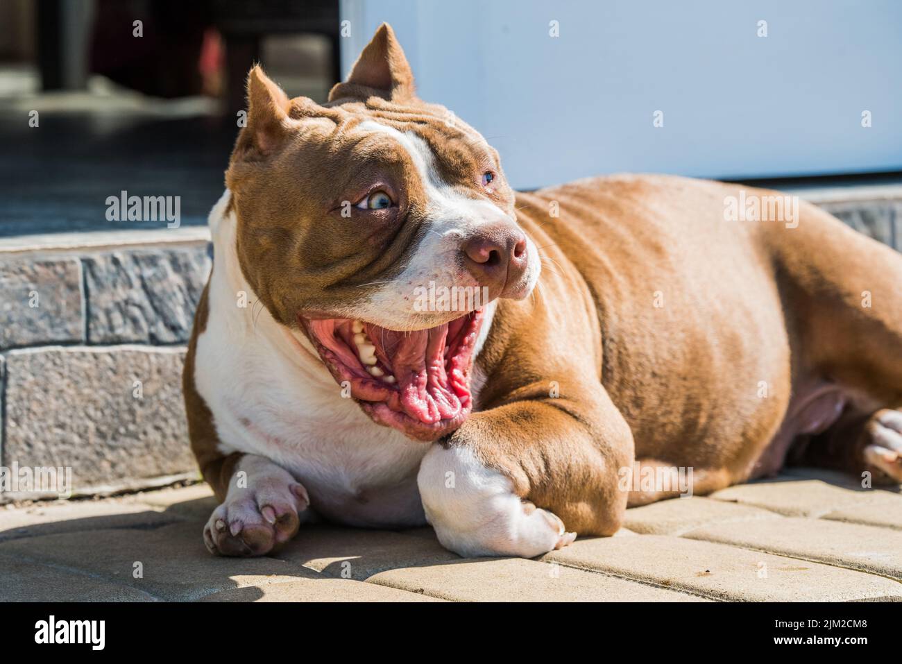 Funny Red color American Bully dog is lying on the doorstep Stock Photo ...