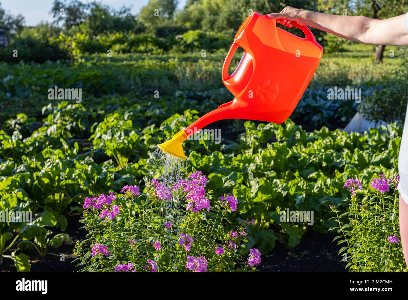 Watering garden bed from can hi-res stock photography and images - Alamy
