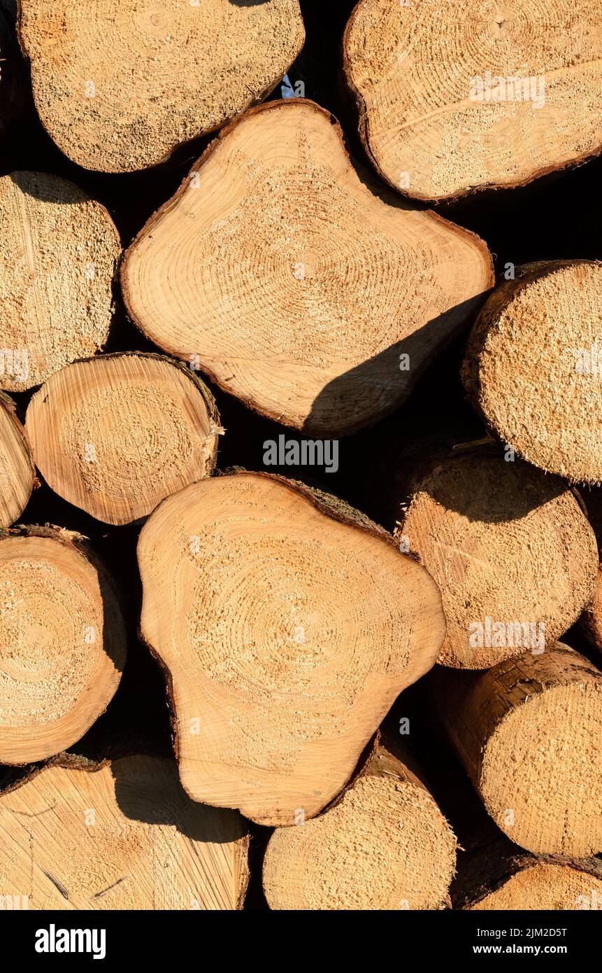 Pile of logs with visible cross-section ready for transport at a ...