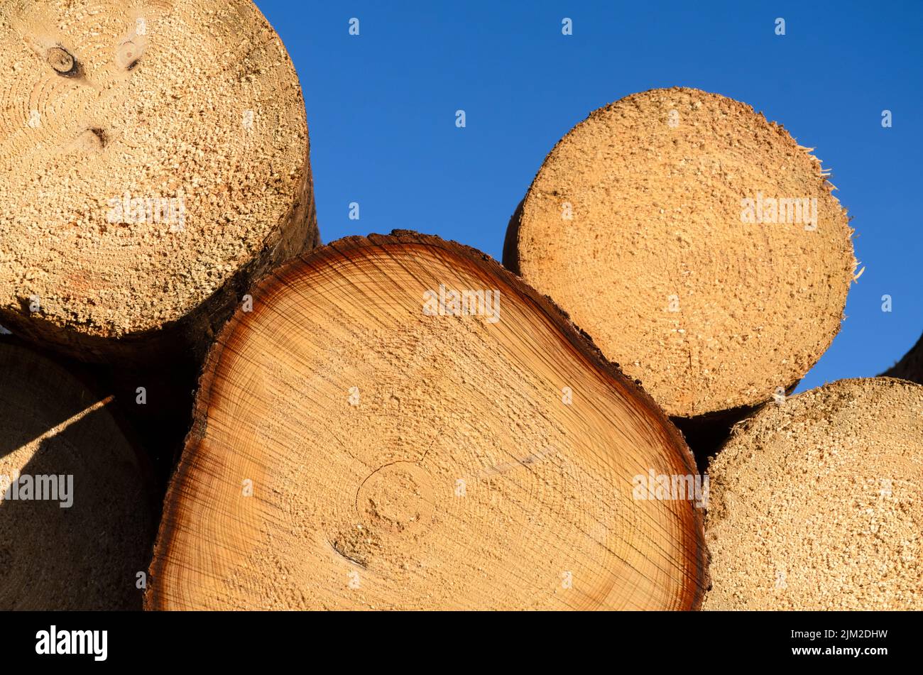 Pile of logs with visible cross-section ready for transport at a ...