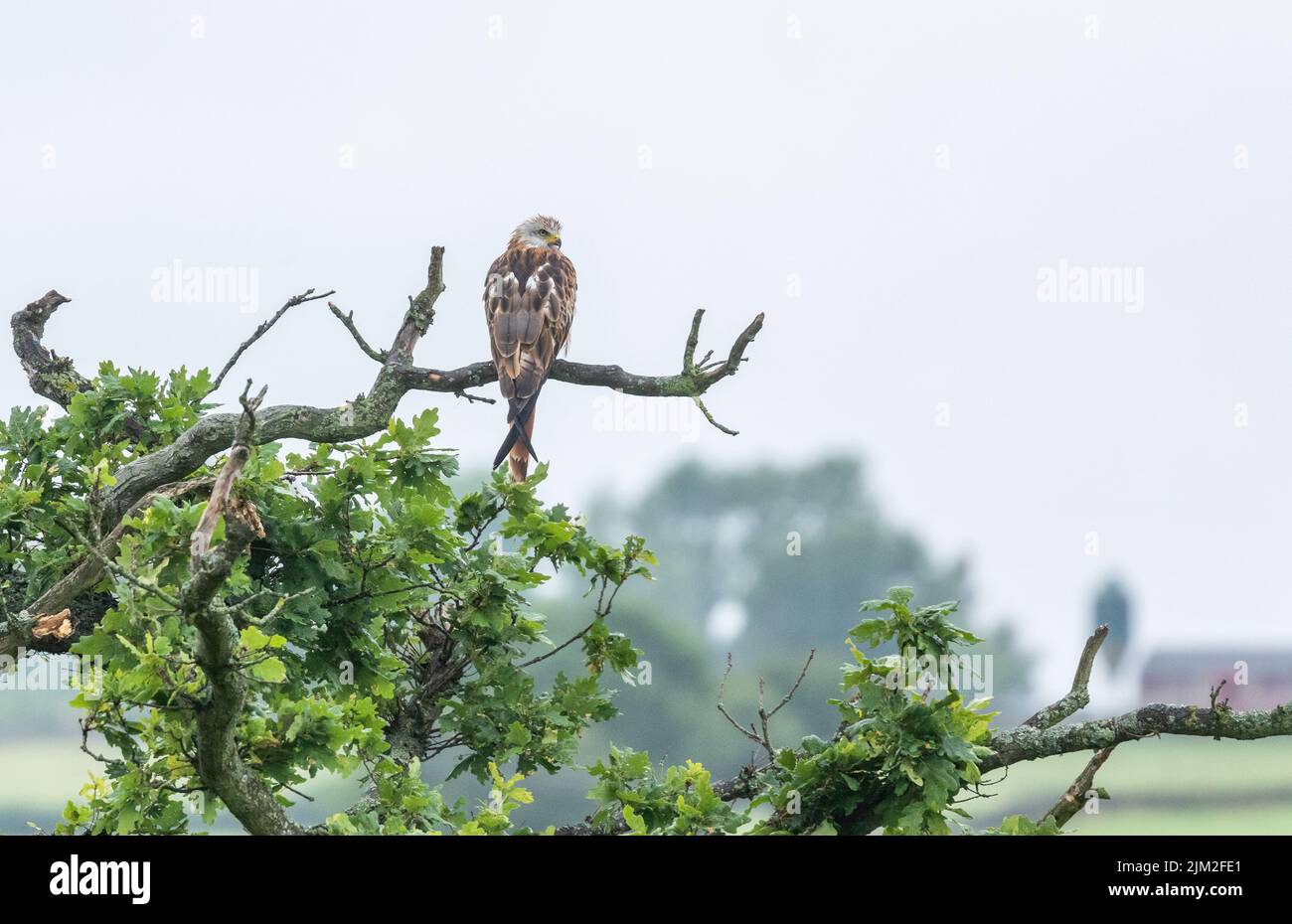 Red kite in oak tree hi-res stock photography and images - Alamy